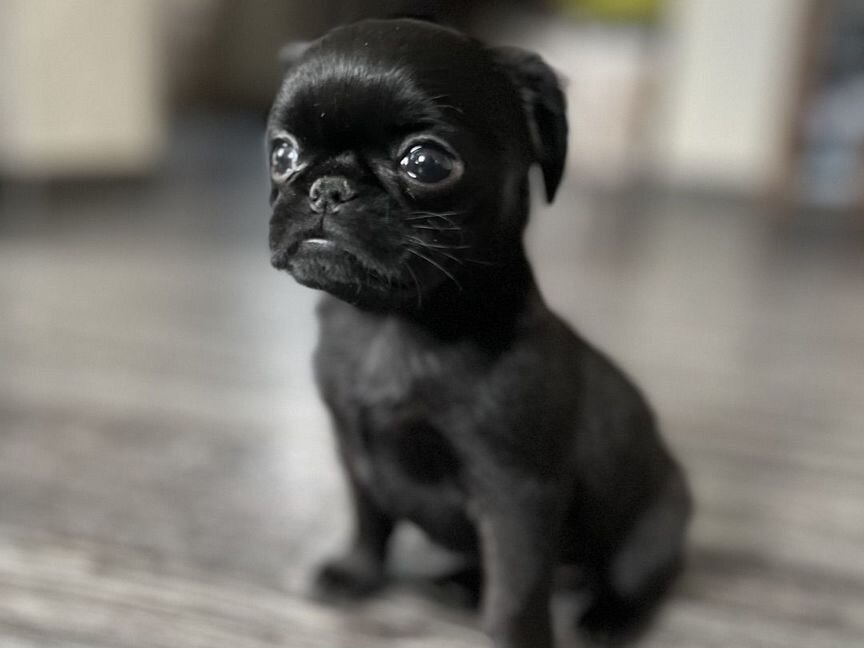 Щенки Пти-Брабонсон (малый)