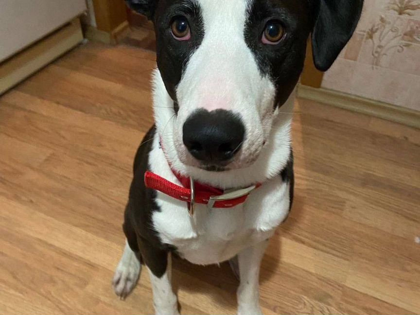 Стафарширский терьер