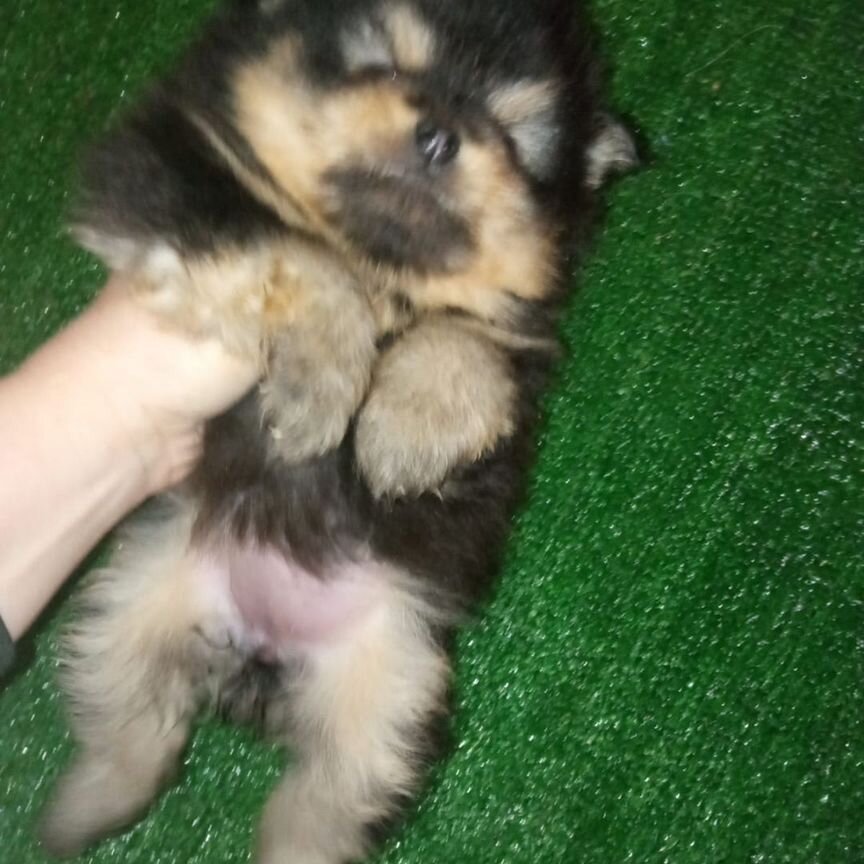 Красивые девушки. Шпиц. Доставка