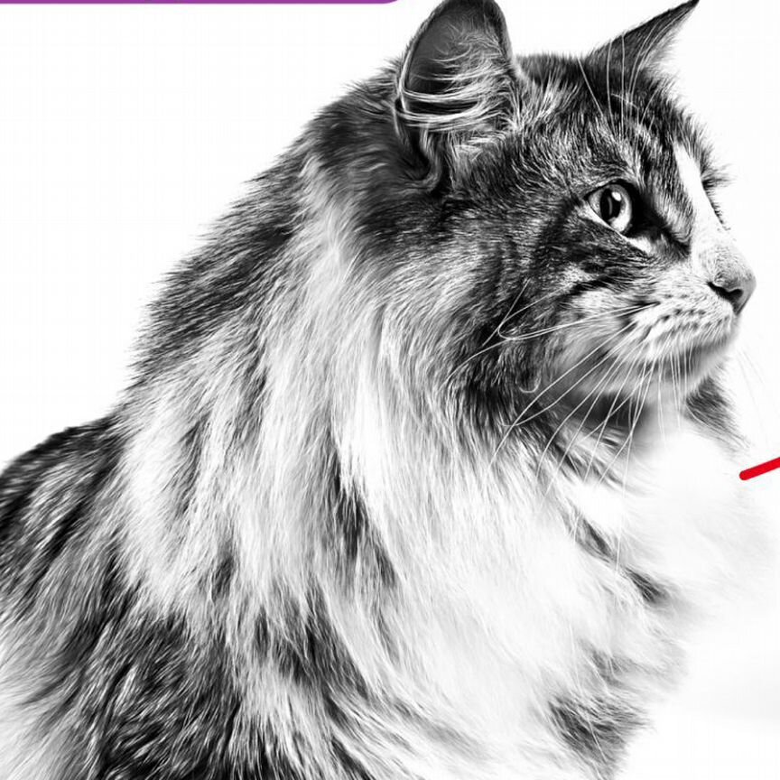 Корм д/кош. royal canin сенсейбл, 2кг