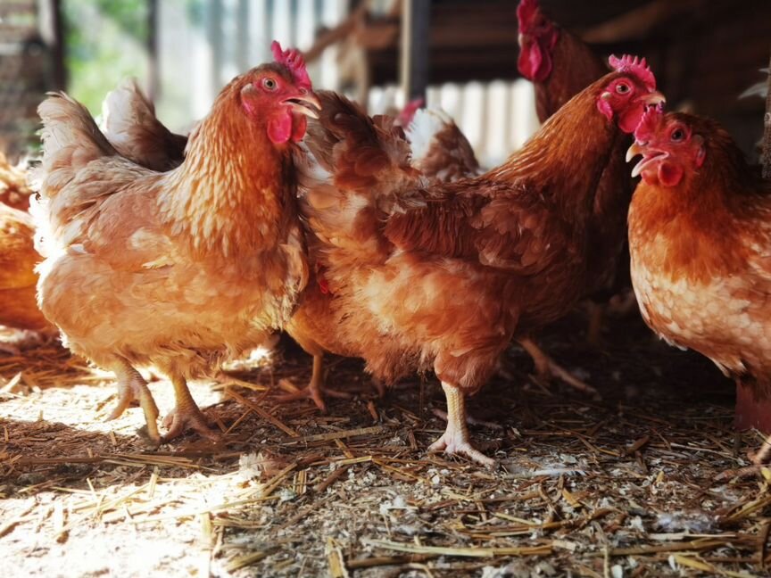 Куры несушки