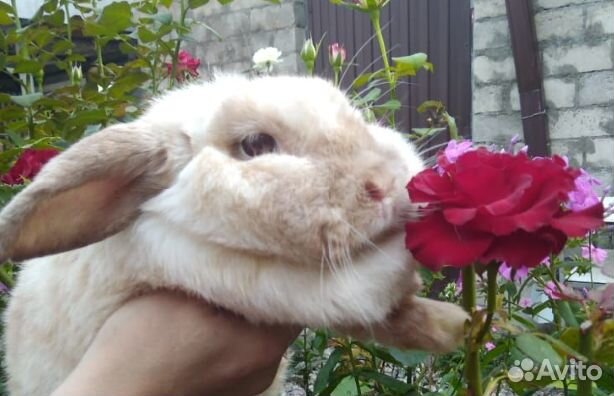 Кролик вислоухий для фото сессии