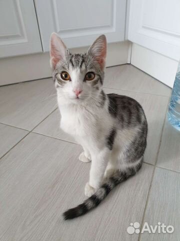 Найден Котенок