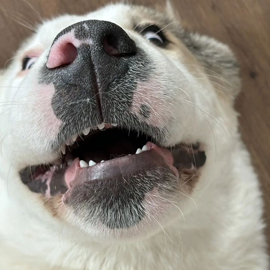 Среднеазиатская овчарка, щенок