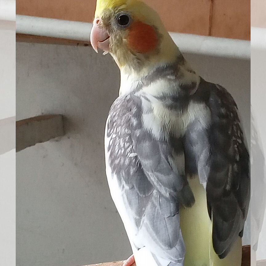 Попугай Корелла самец