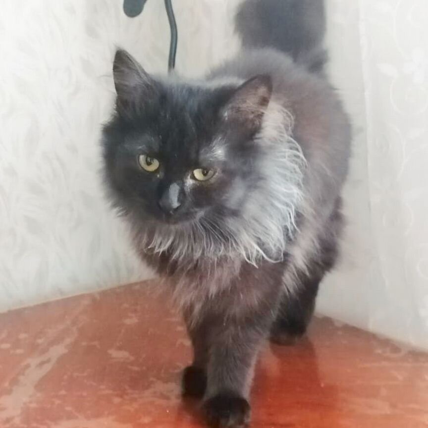 Котенок 6-7 месяцев