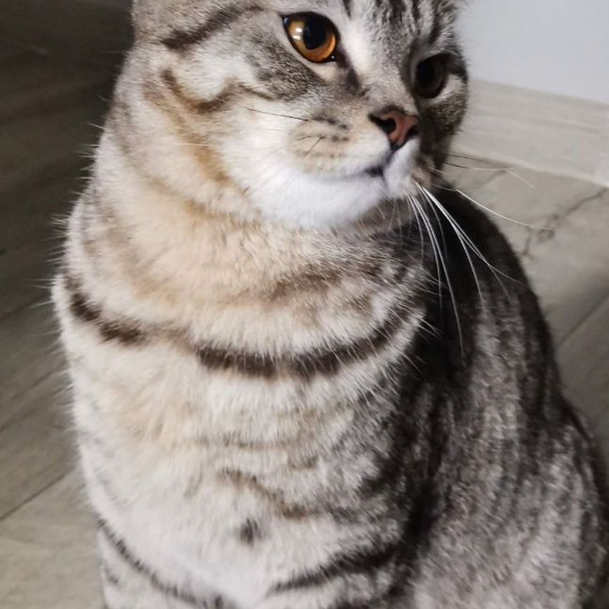 Отдам кота в добрые руки