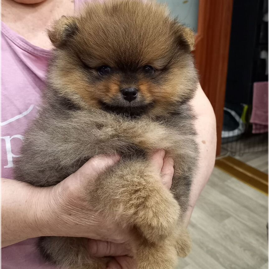 Щенок шпица