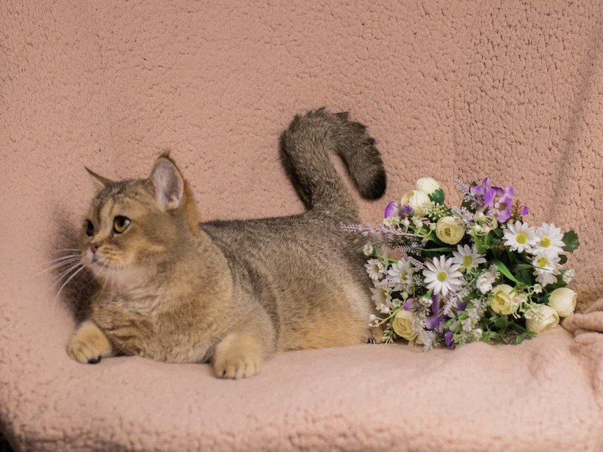 Котик британский золотая шиншилла ny25
