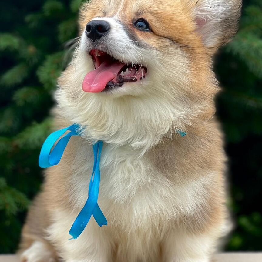 Щенки вельш-корги пемброк