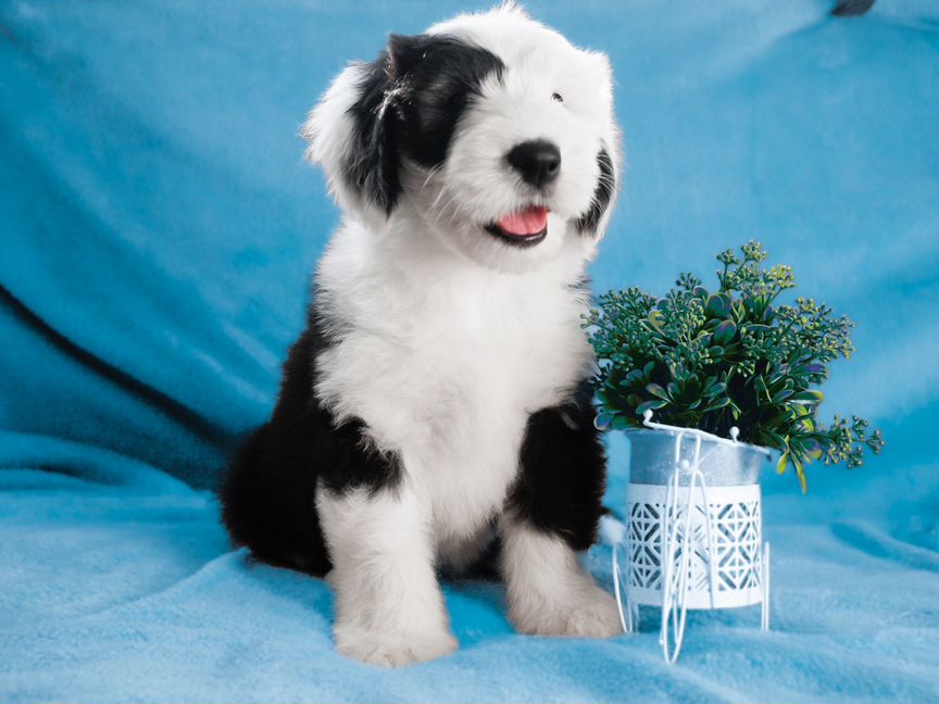 Щенок Бобтейла (староанглийская овчарка)