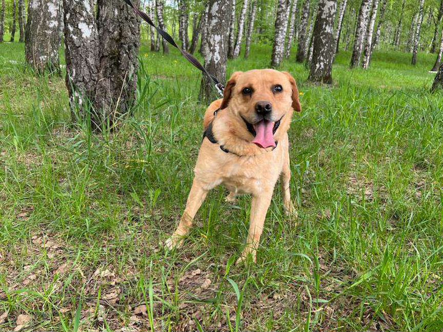 Собака из приюта в добрые руки