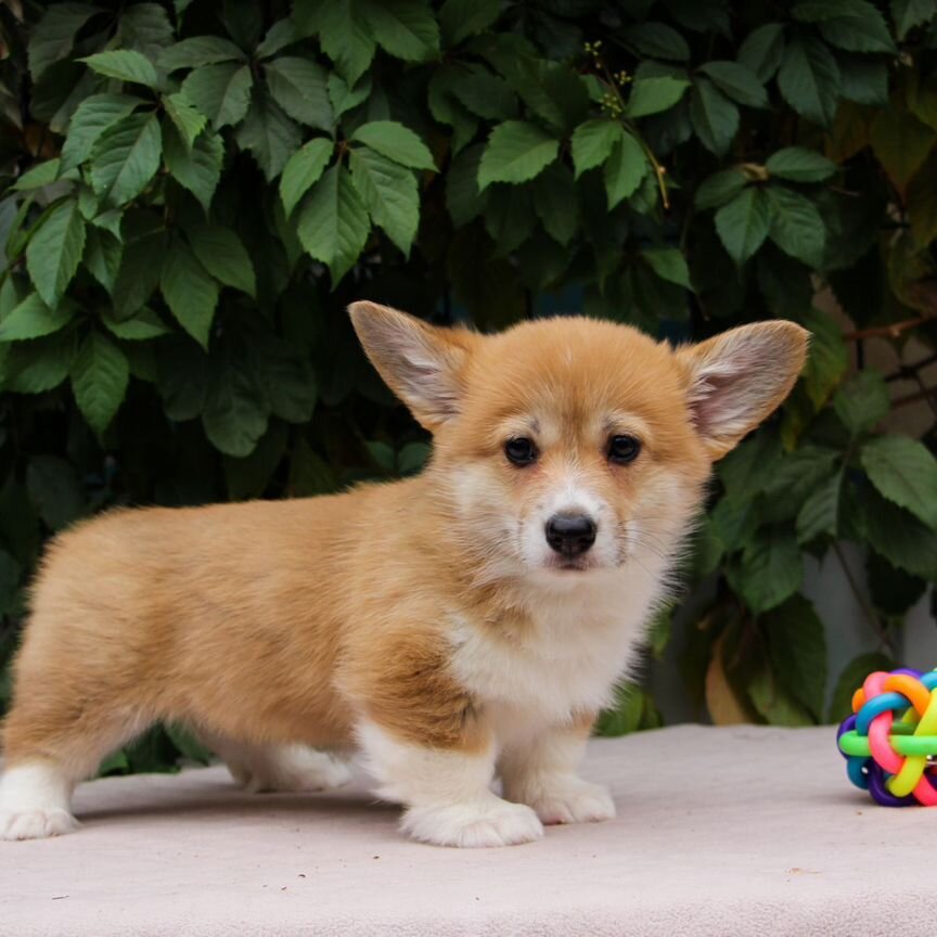 Вельш корги пемброк