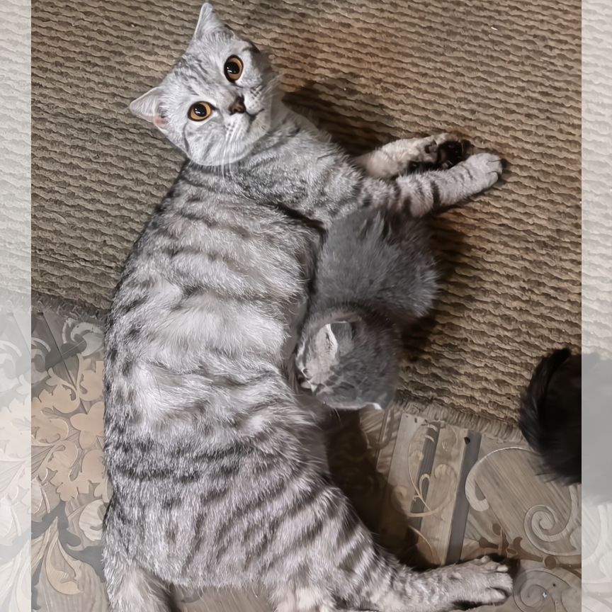 Шотландский вислоухий короткошёрстный котёнок