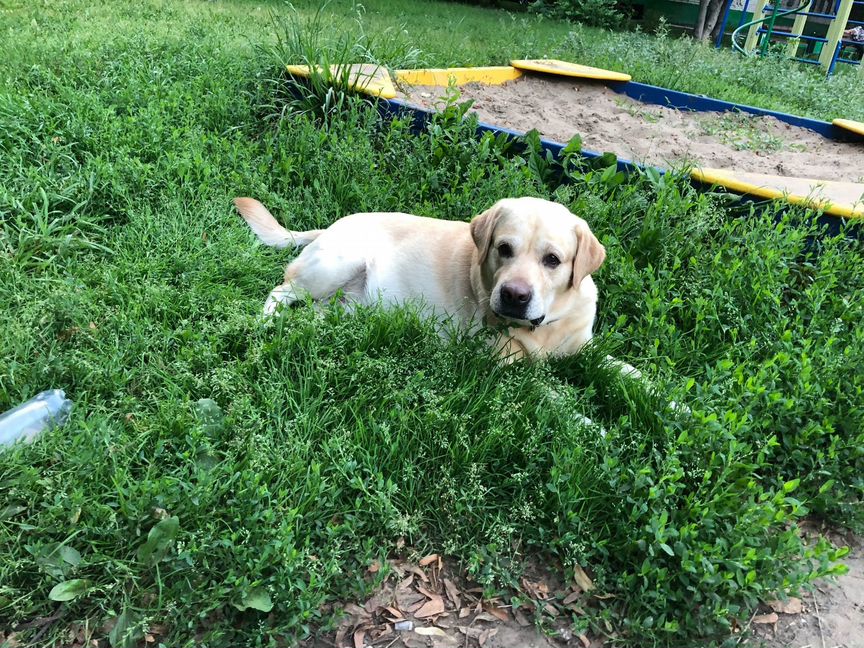 Отдам в добрые руки лабрадора-ритривера