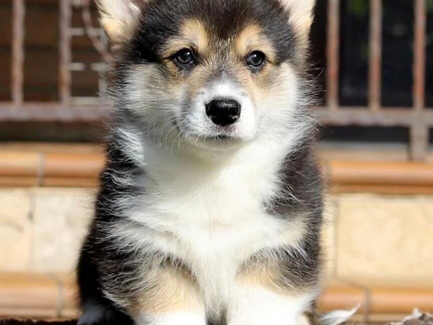 Вельш-корги пемброк мальчик