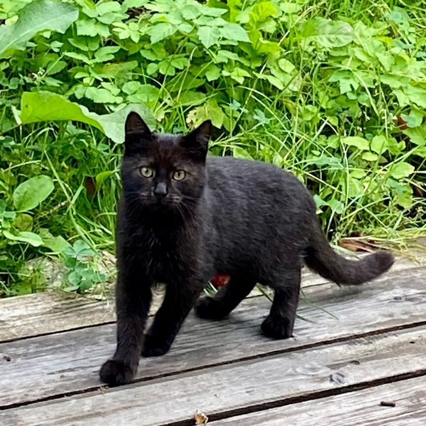 Маленький котенок