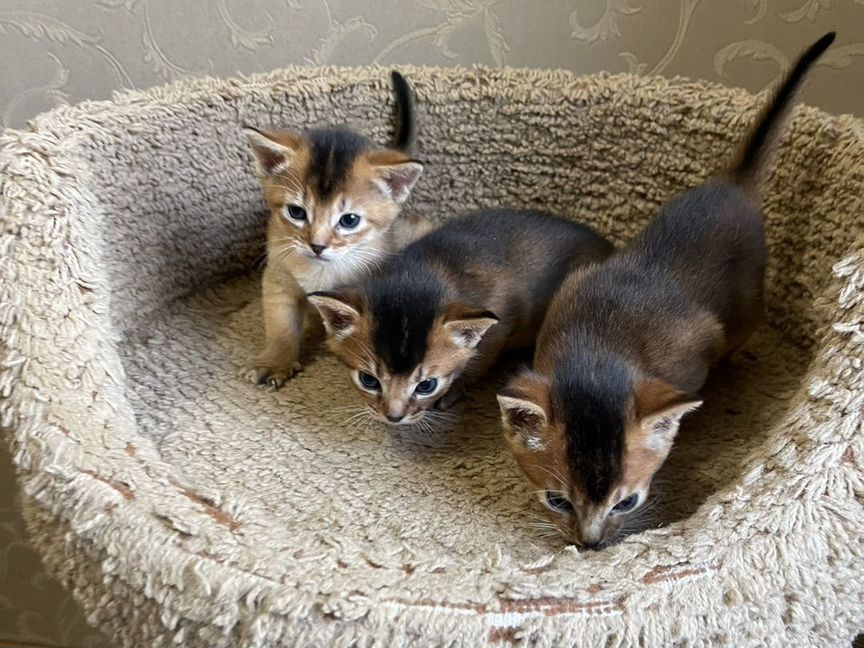 Абиссинские котята