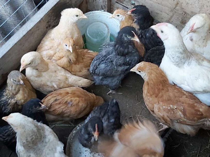 Инкубационное яйцо кур несушек мясных