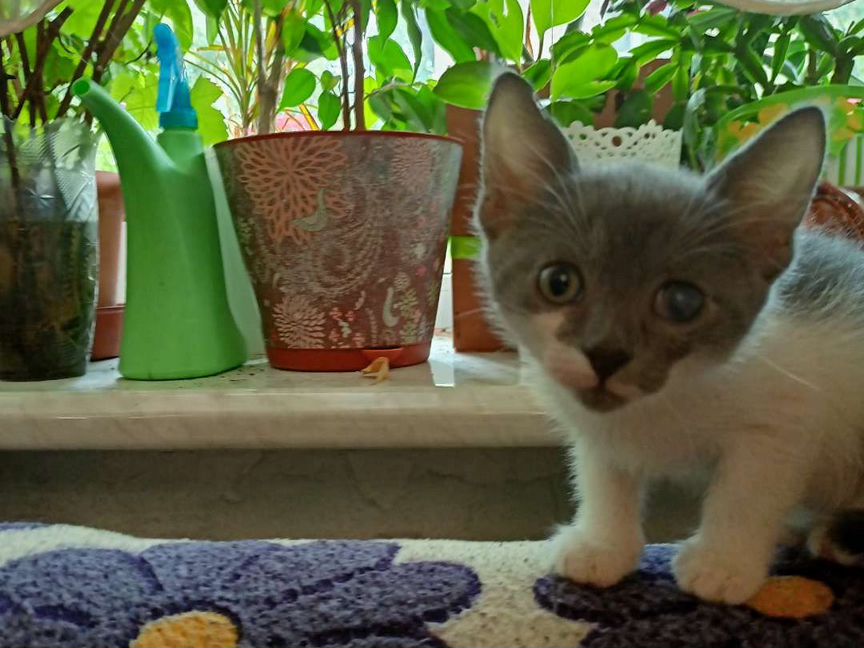 Кошка в дар бесплатно