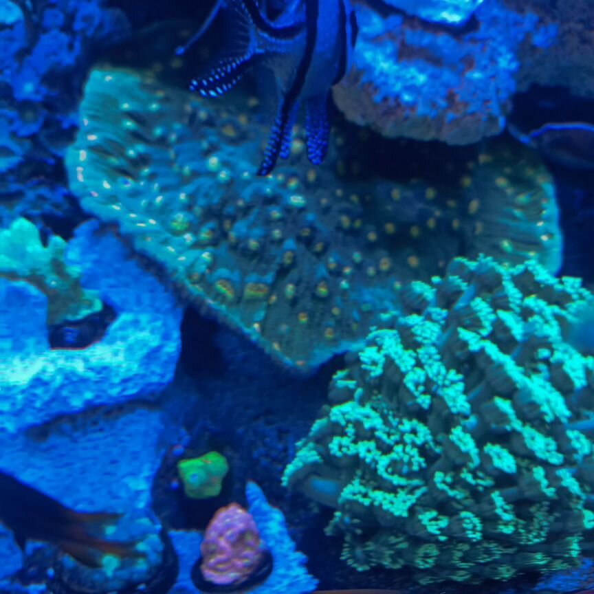 Коралл чалис