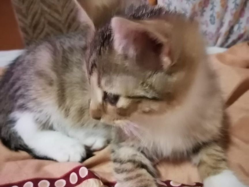 Котенок в добрые руки бесплатно