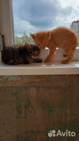 Котята