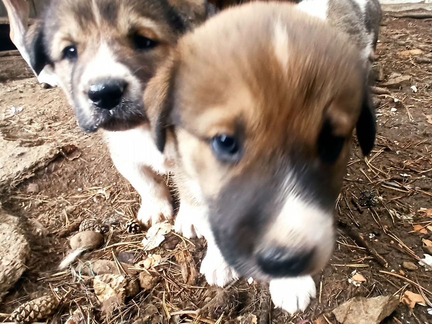 Щенки алабая