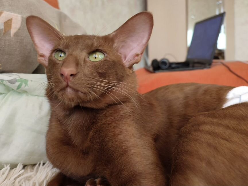 Ориентальный кот