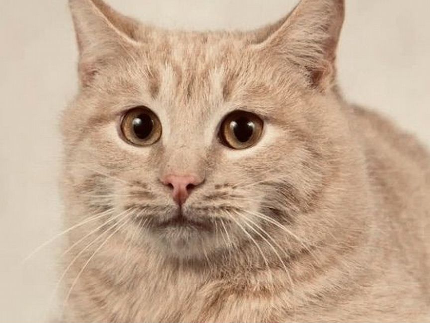 Великолепный золотой котик в дар