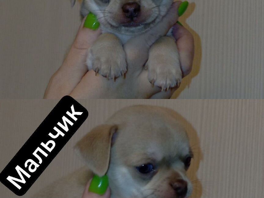 Щенки чихуахуа