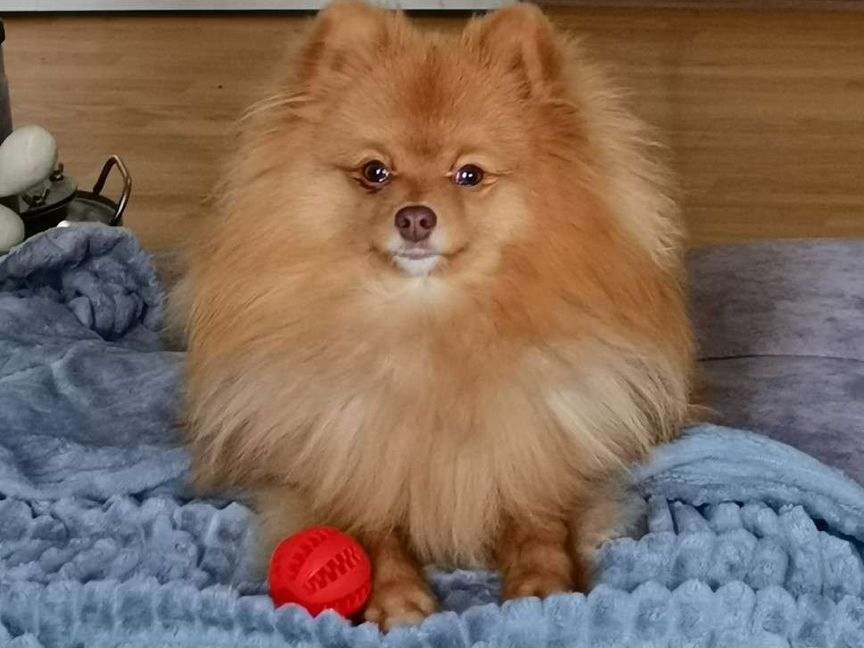 Кобель ждёт невесту