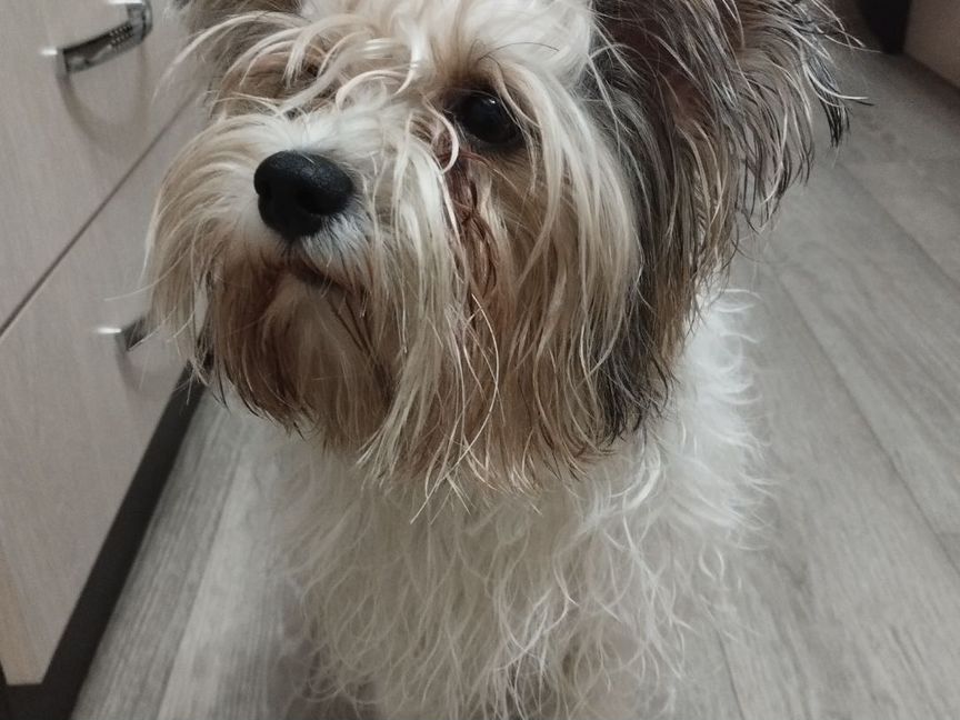 Собака нашли