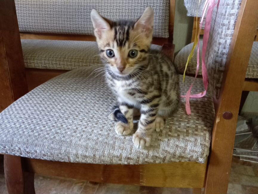 Бенгальская кошка