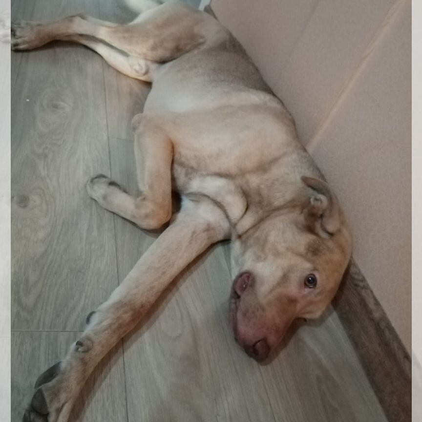 Отдам собаку в добрые руки