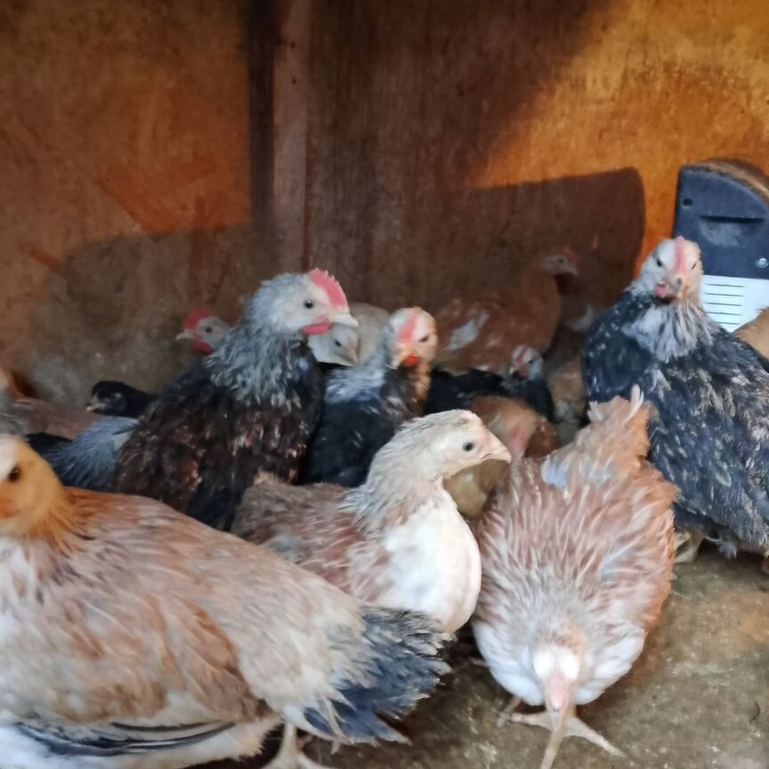 Курочки молодки