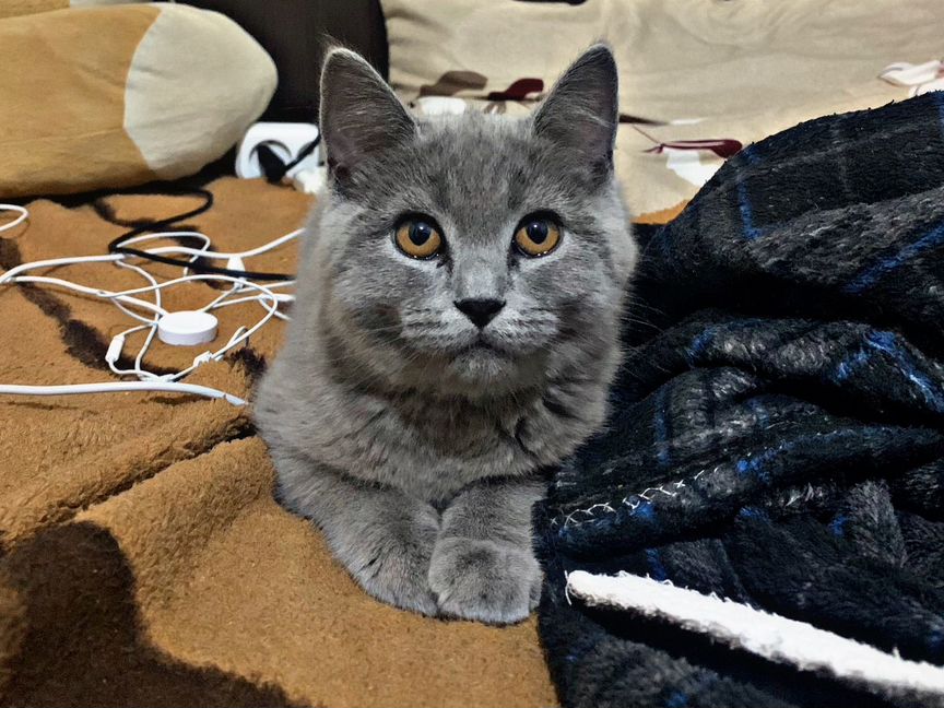 Котёнок, Шатланская прямоухая