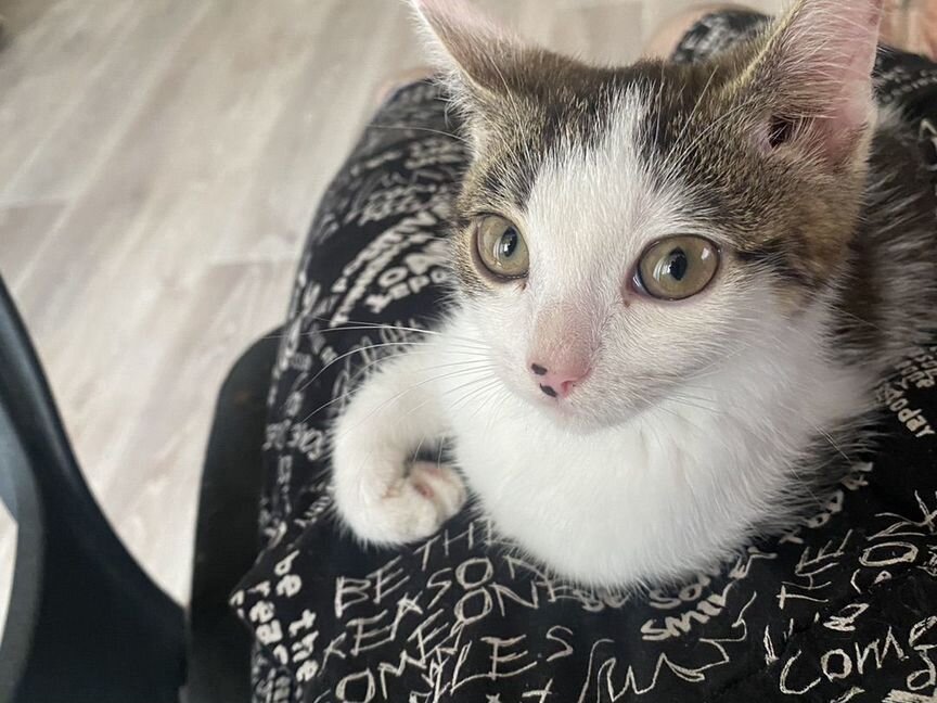 Отдадим котеночка