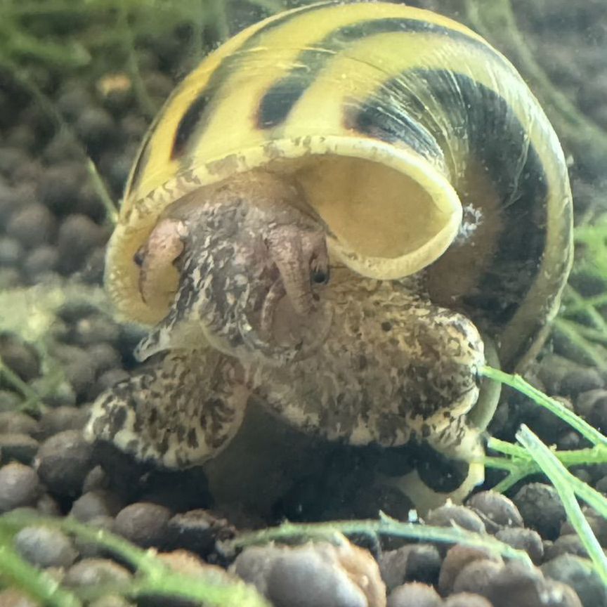 Улитка Спикси