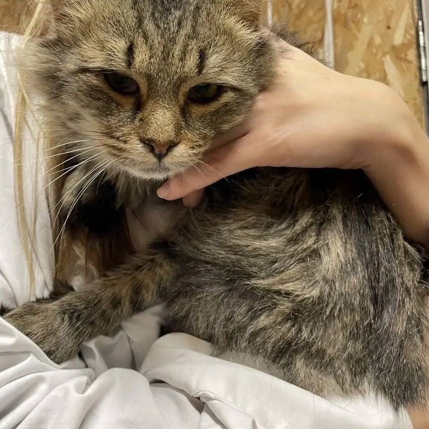 Взрослая кошка в добрые руки