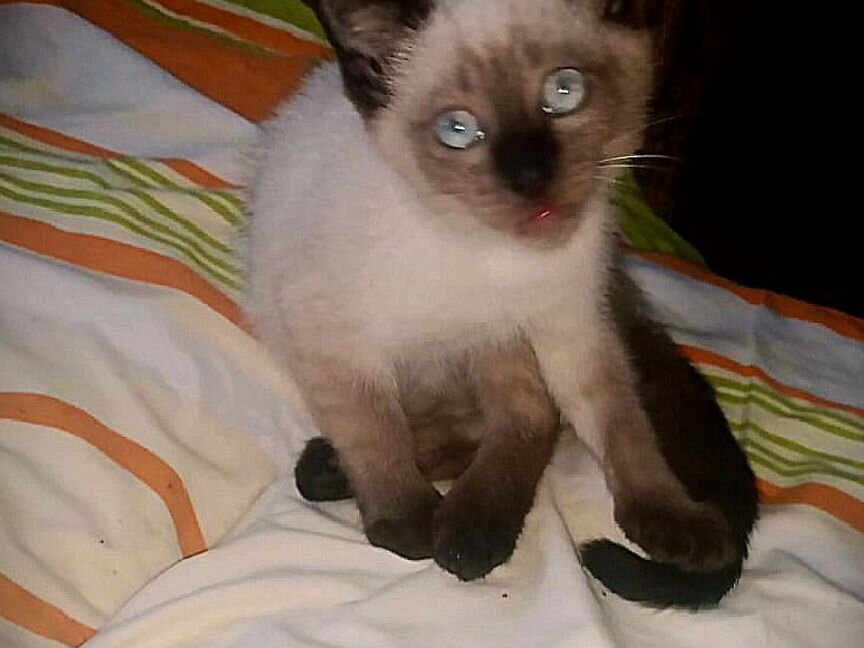 Котятки