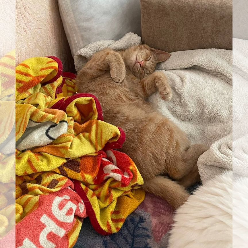 Котёнок
