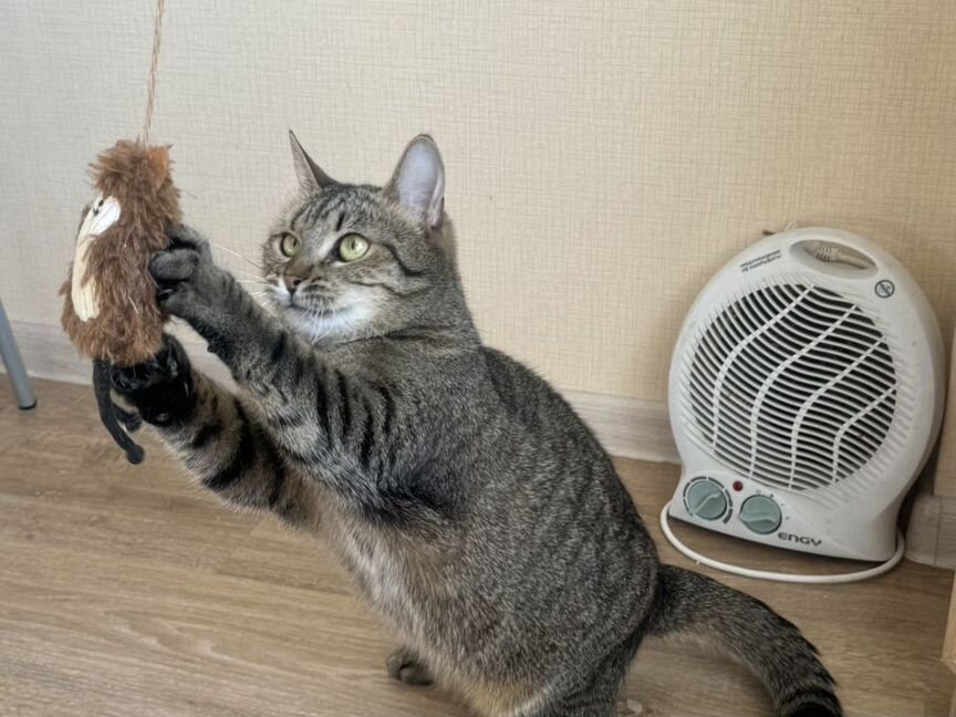 Кошка Машенька