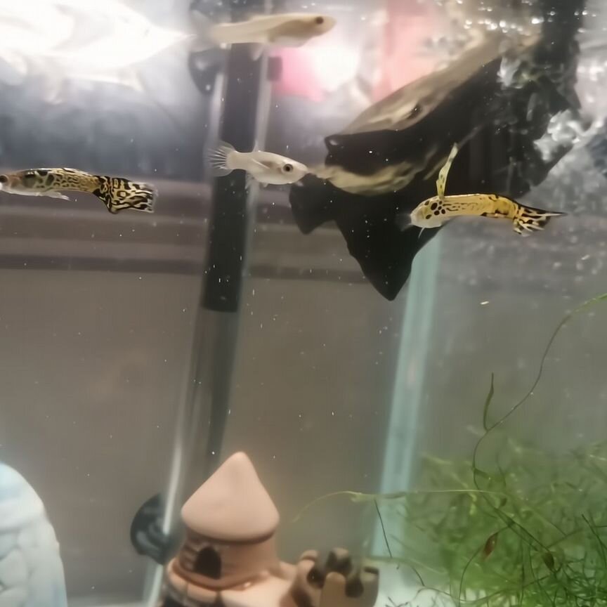 Гуппи эндлера