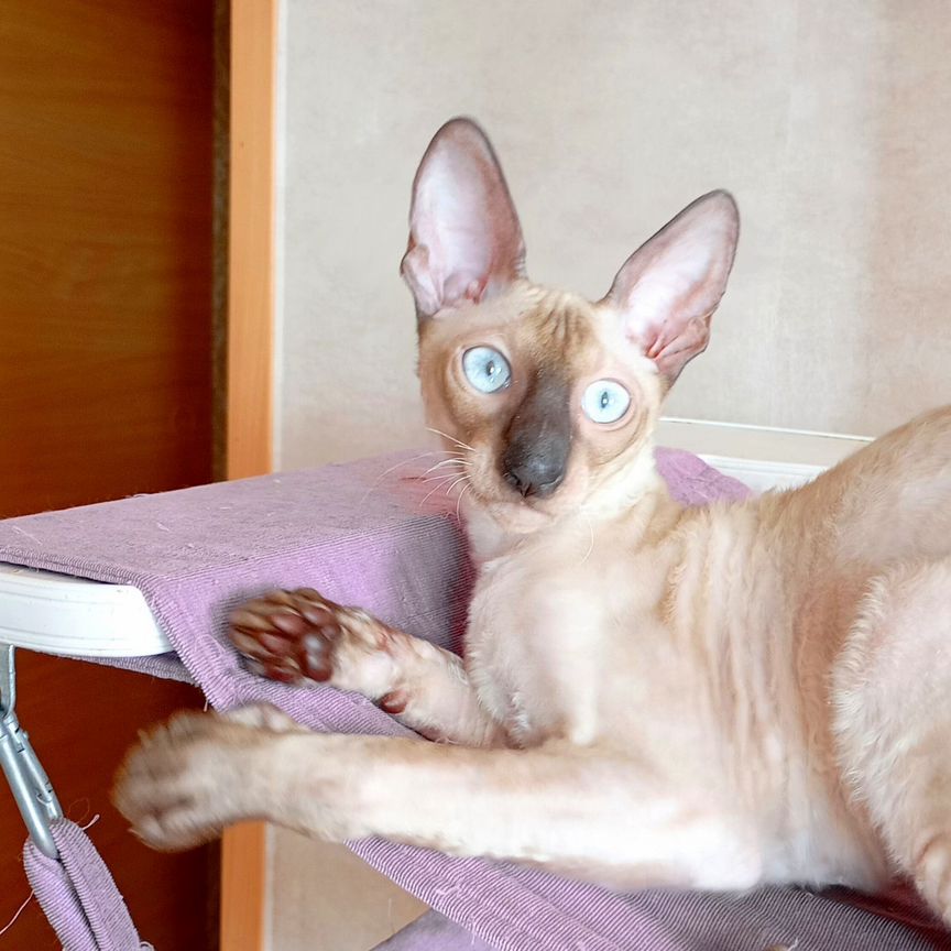 Голубоглазый котик