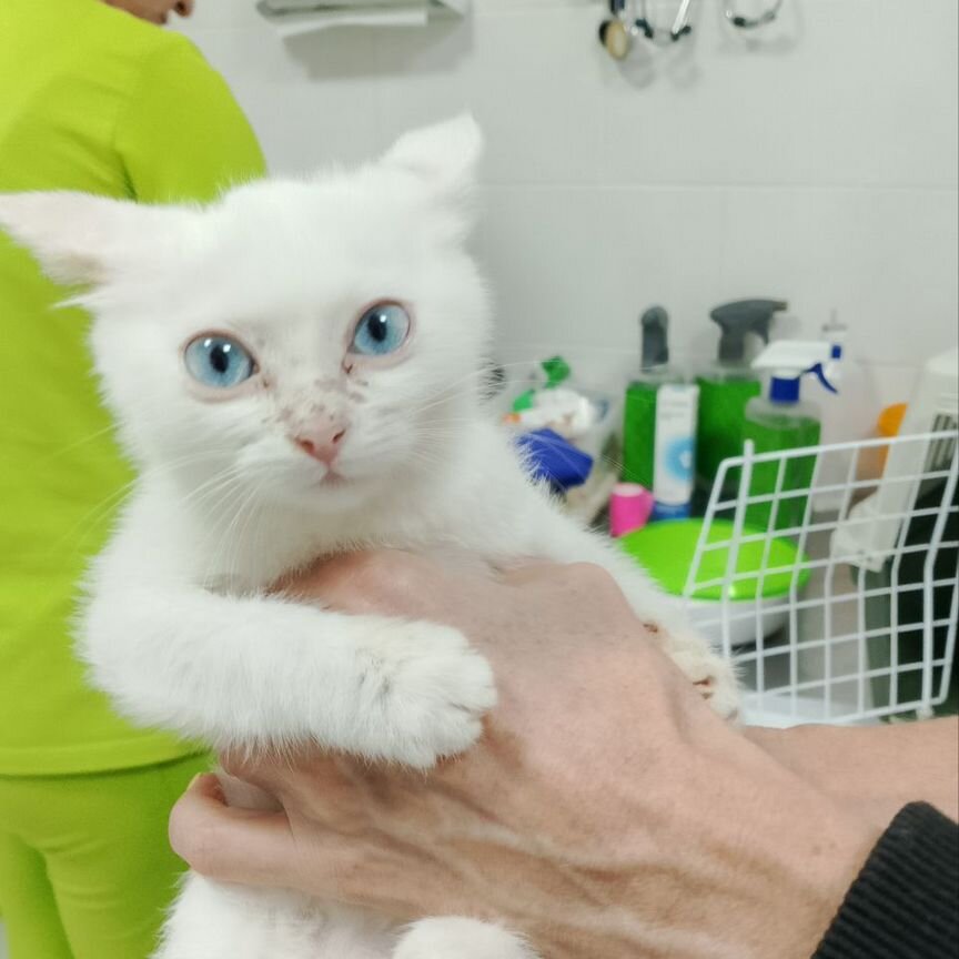 Котенок-мальчик ищет дом или передержку