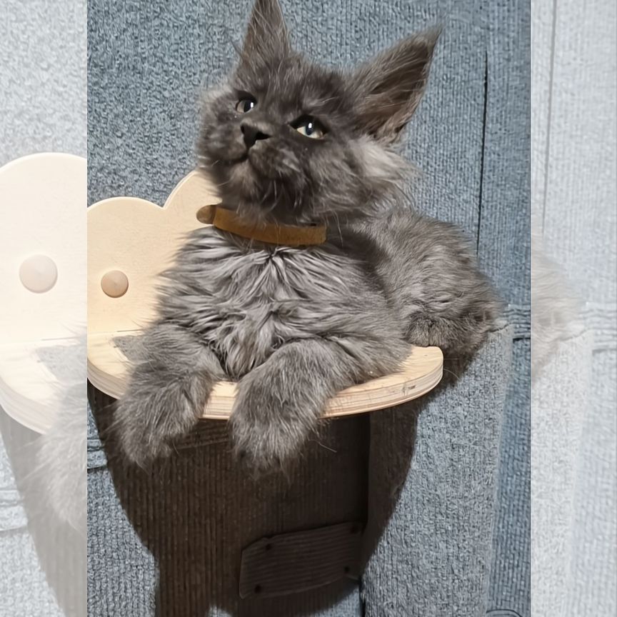 Мейн-кун котёнок