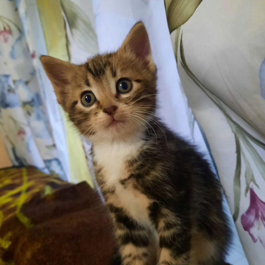 Котята мальчики ишут дом