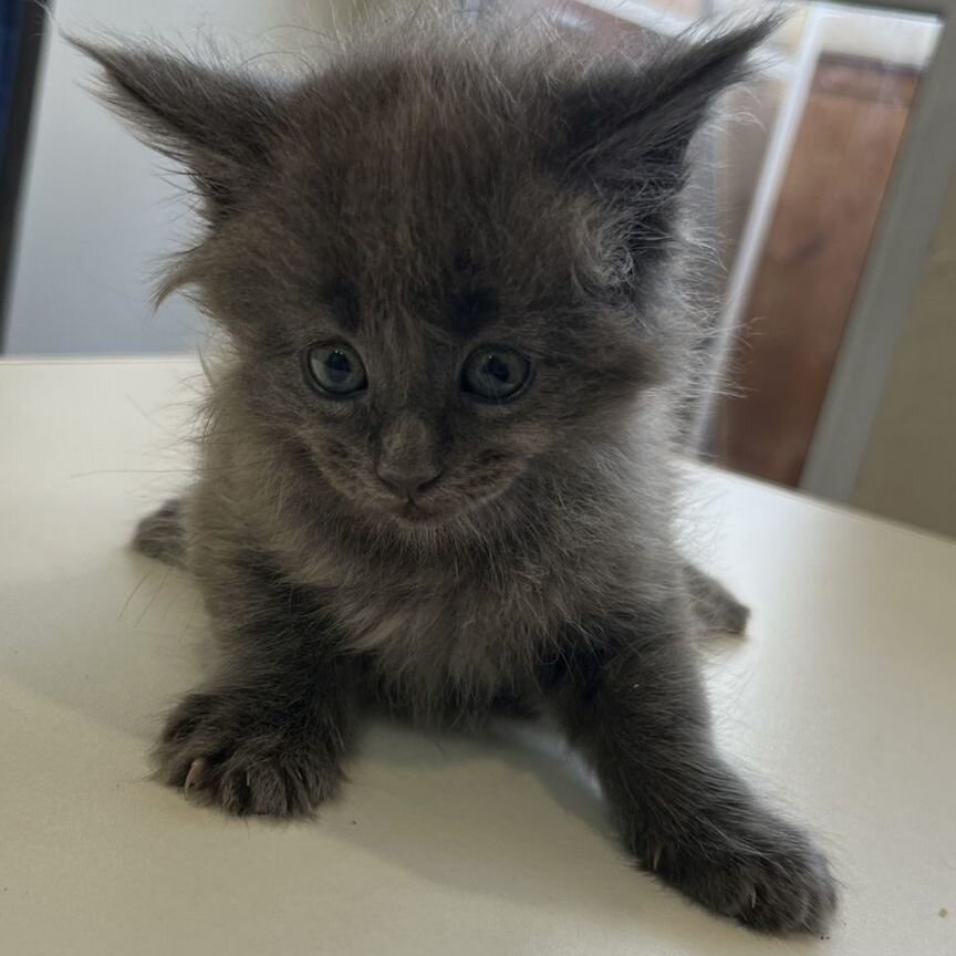 Мейн-кун котёнок