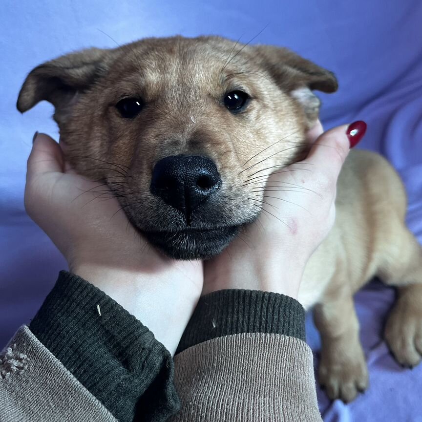 Щенок в добрые руки